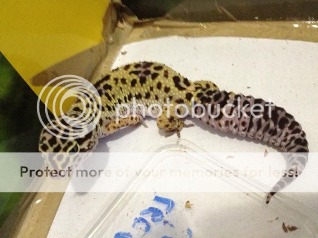 SE England - Multiple viv unit plus Leo's for sale | Reptile Forums