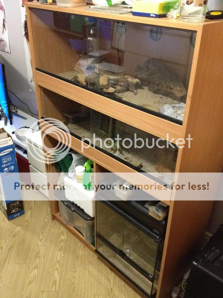 SE England - Multiple viv unit plus Leo's for sale | Reptile Forums