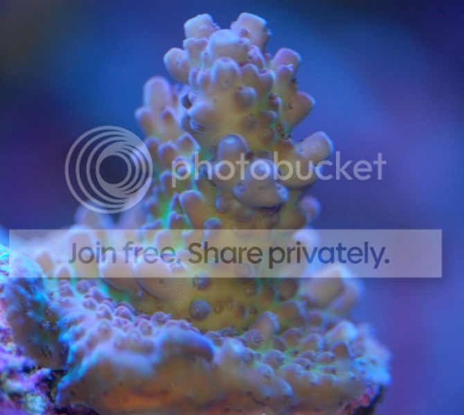 Show your rare SPS corals | Page 3 | Reef2Reef