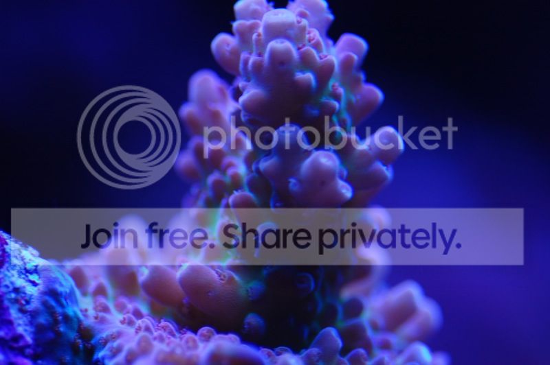 Show your rare SPS corals | Page 3 | Reef2Reef