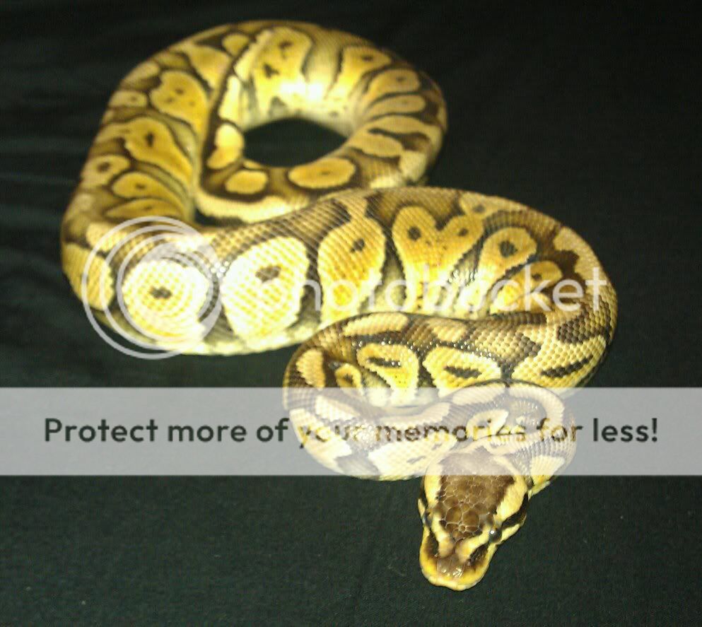 The Royal Morph snake Collection | Reptile Forums